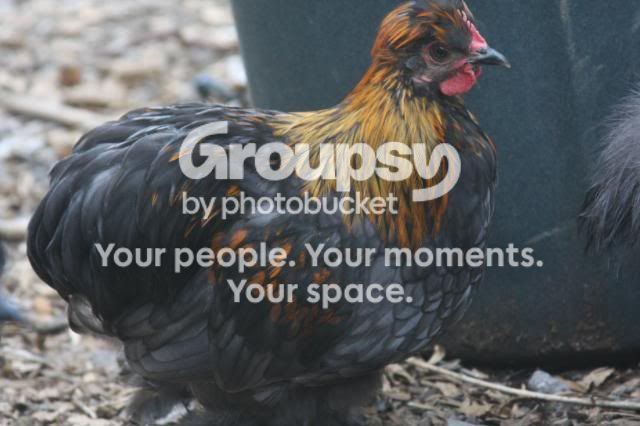Blue with Red color and (sizzle/silkie) genetics questions ...