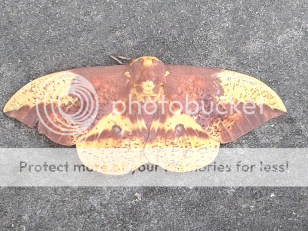 Sooo my mom found a moth that looks like it has a demon on its wings ...